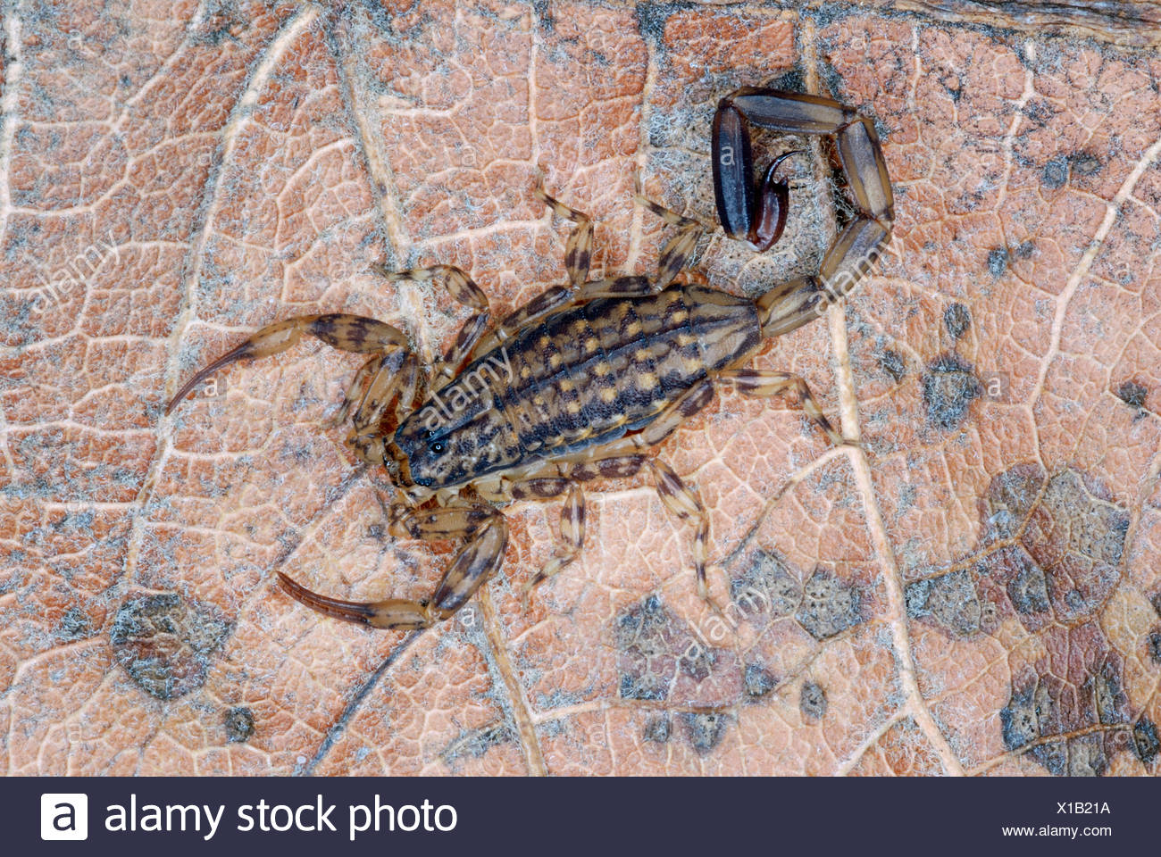 Mesobuthus High Resolution Stock Photography and Images - Alamy