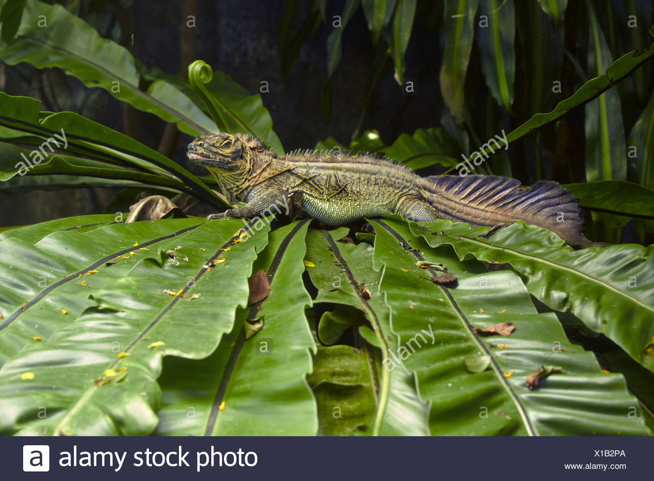 Hydrosaurus Amboinensis High Resolution Stock Photography and Images ...
