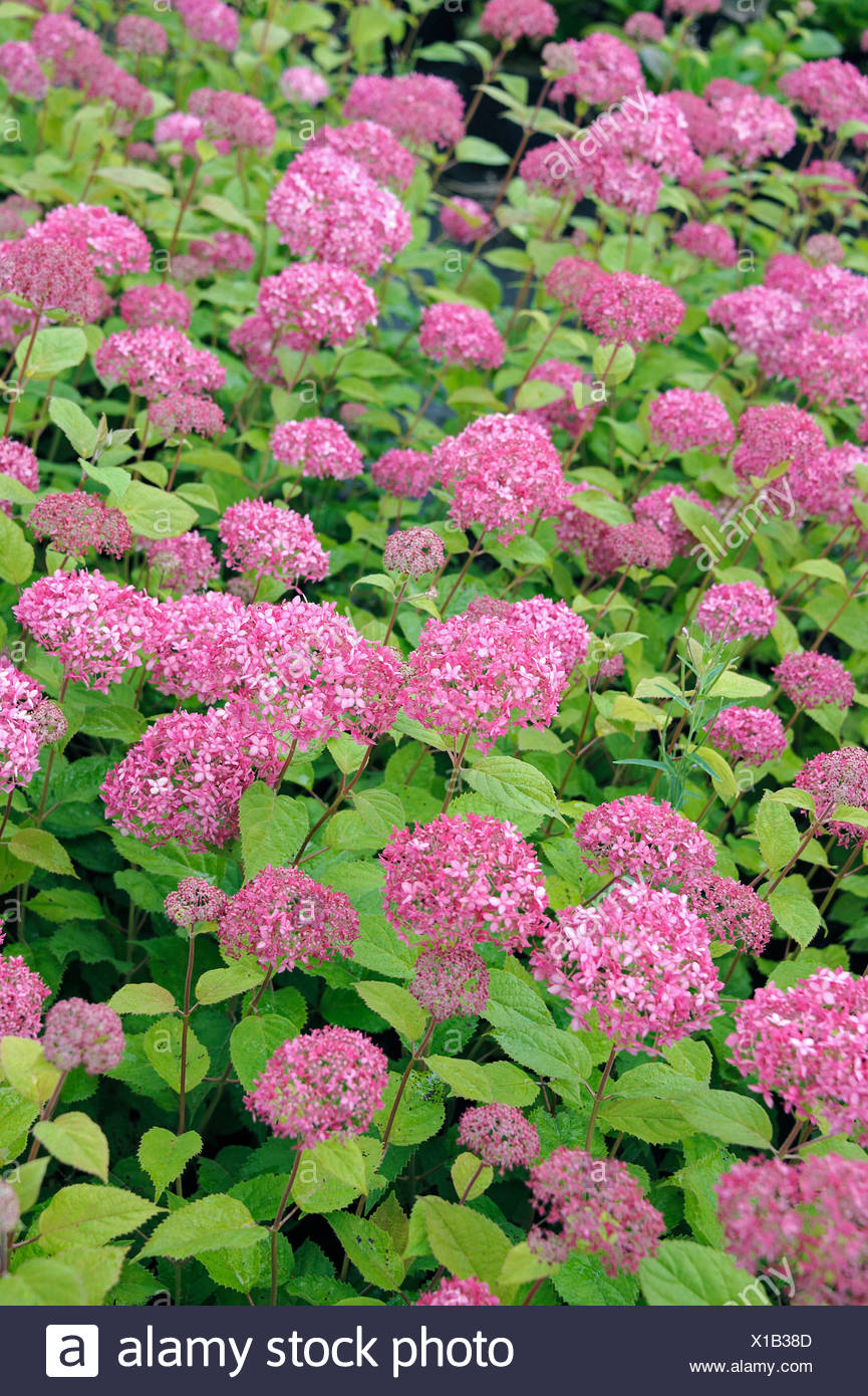 Cultivar Arborescens High Resolution Stock Photography and Images - Alamy