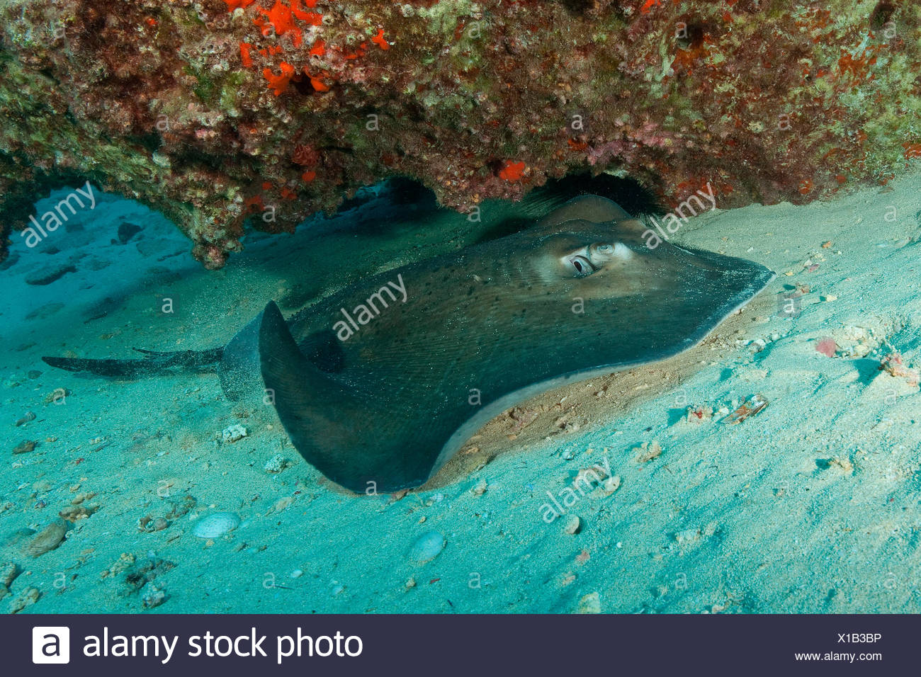 Atlantic Stingray Dasyatis Sabina Stock Photos & Atlantic Stingray ...