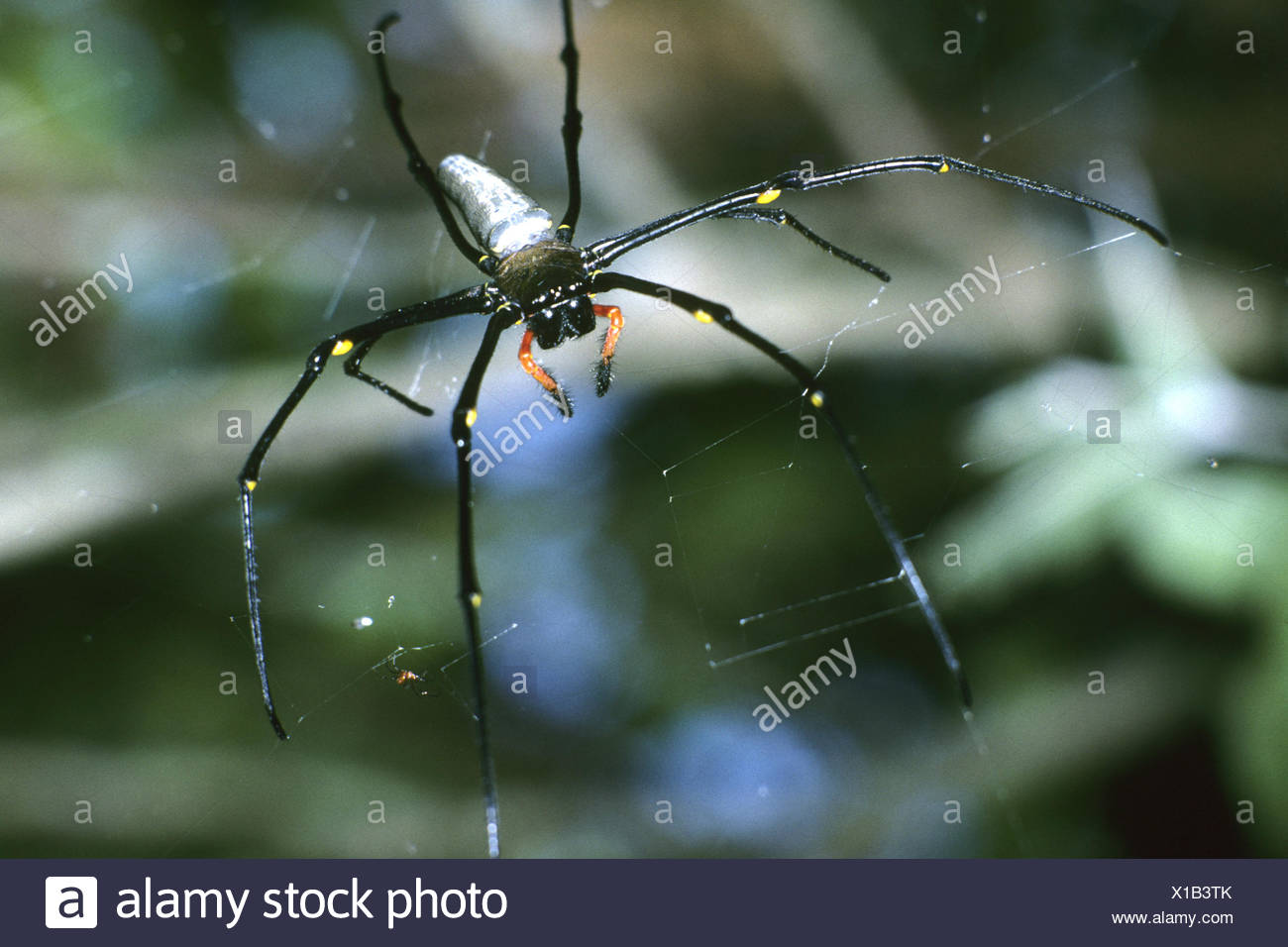 Wood Spider Stock Photos & Wood Spider Stock Images - Alamy
