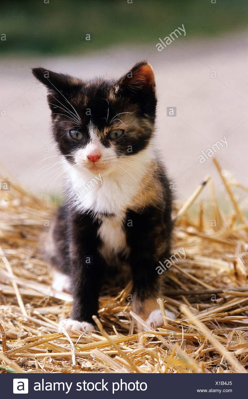 Tortoishell High Resolution Stock Photography and Images - Alamy