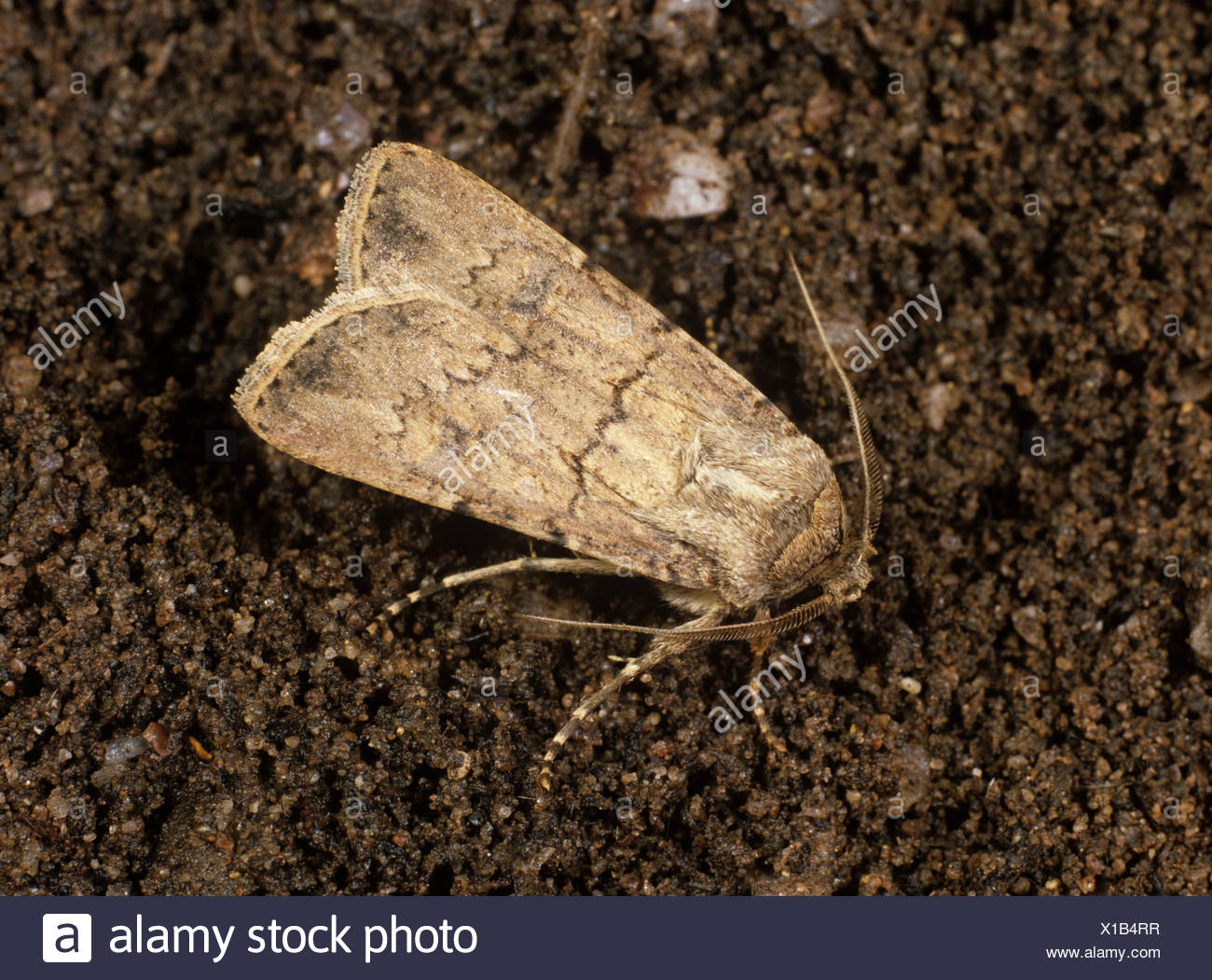 Agrotis Segetum High Resolution Stock Photography and Images - Alamy