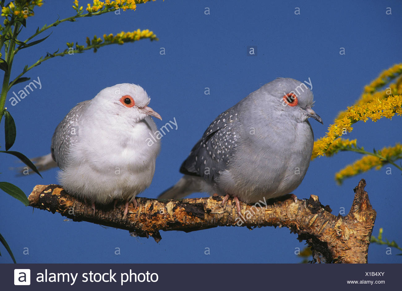 Ziertaube High Resolution Stock Photography and Images - Alamy