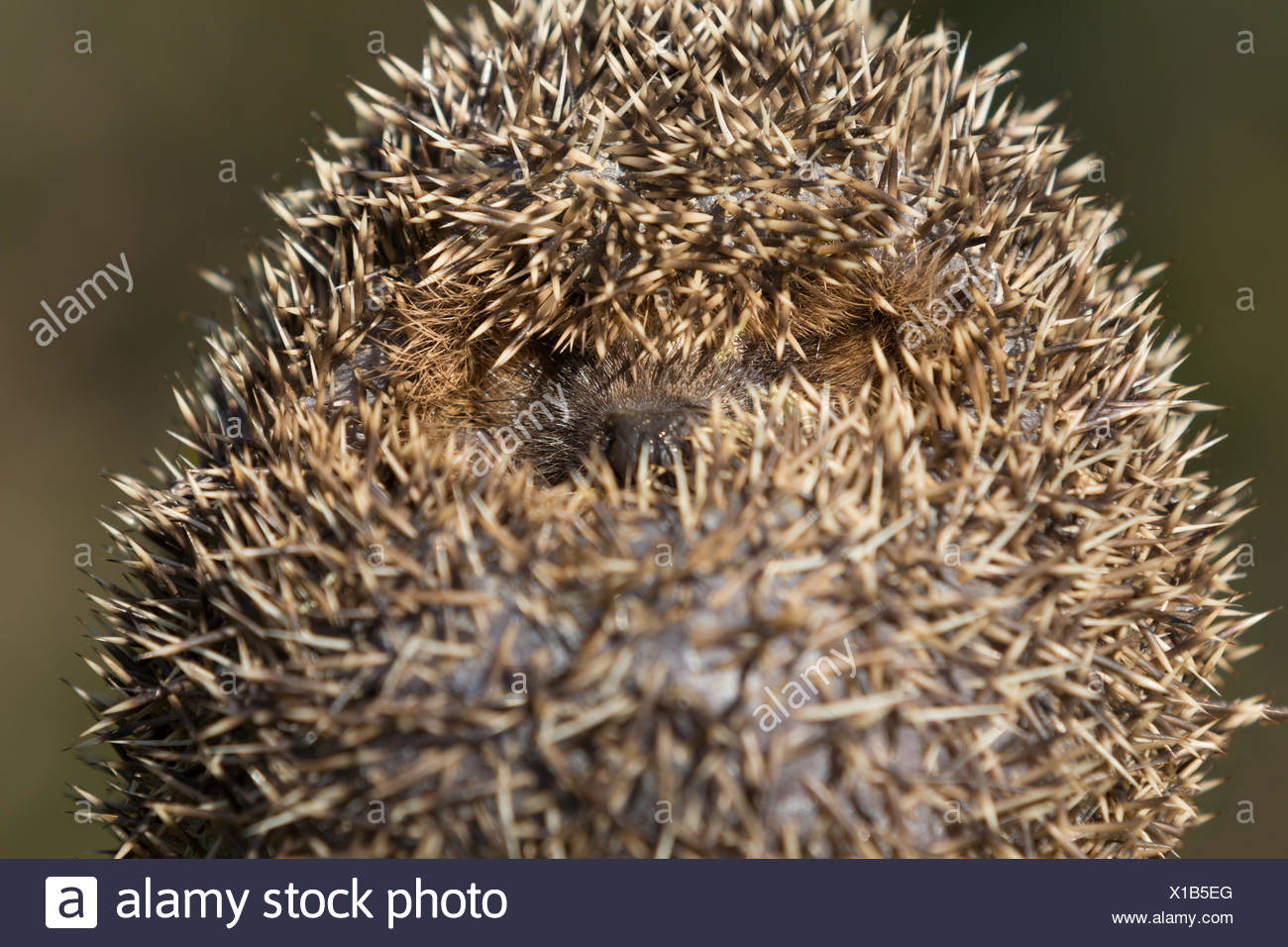Hedgehog Face High Resolution Stock Photography and Images - Alamy
