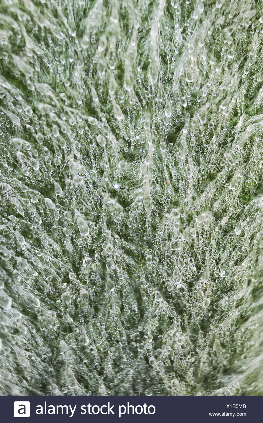 Furry Plant High Resolution Stock Photography and Images - Alamy