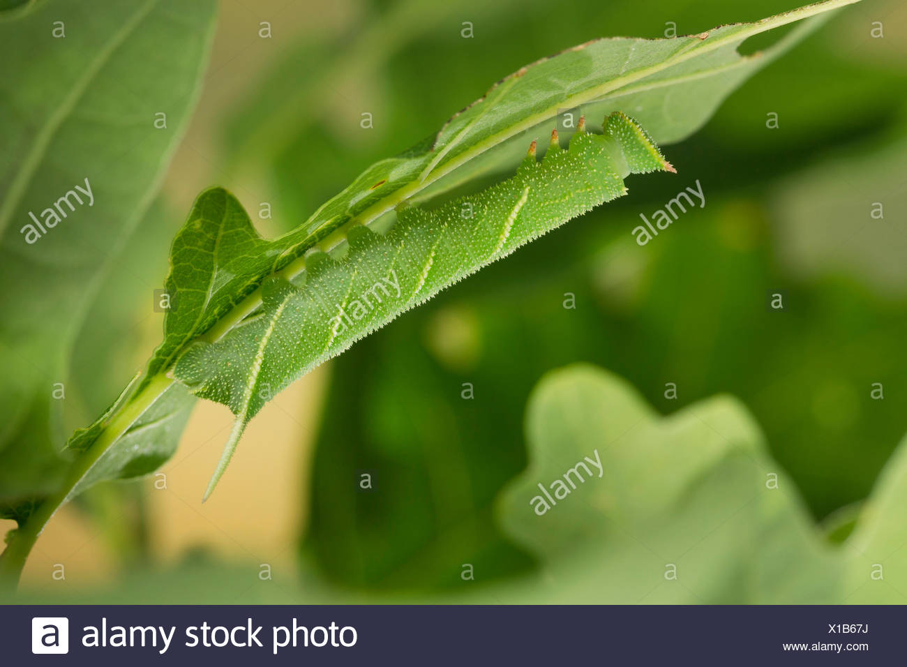 Marumba Quercus High Resolution Stock Photography and Images - Alamy
