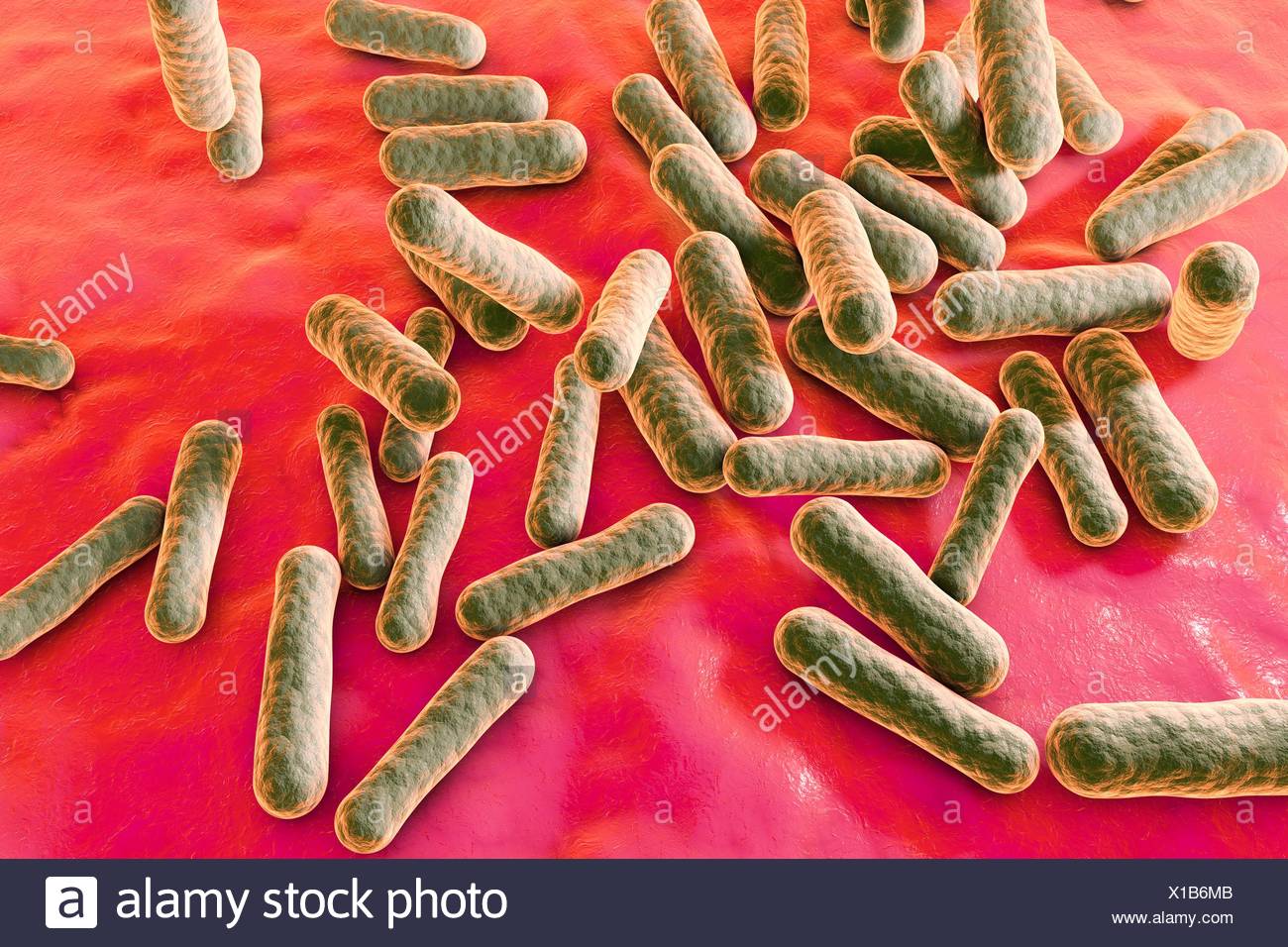 Non Pathogenic Bacteria