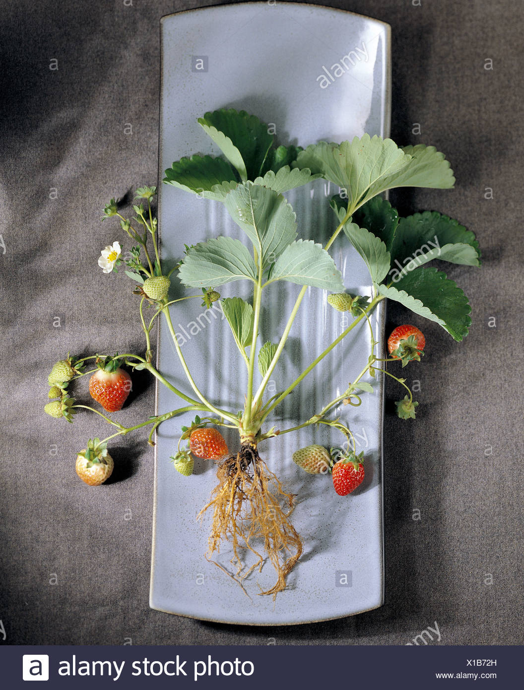 Strawberry Plant Roots High Resolution Stock Photography and Images - Alamy