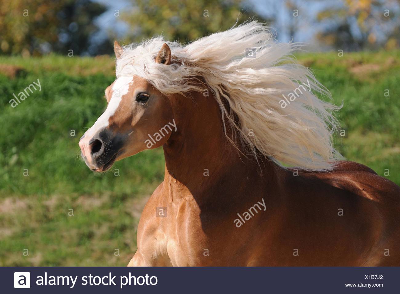 Haflinger Stallion Stock Photos & Haflinger Stallion Stock Images - Alamy