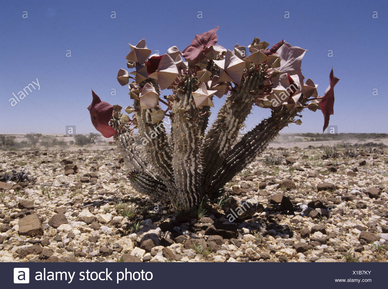 Hoodia Plant Stock Photos & Hoodia Plant Stock Images - Alamy
