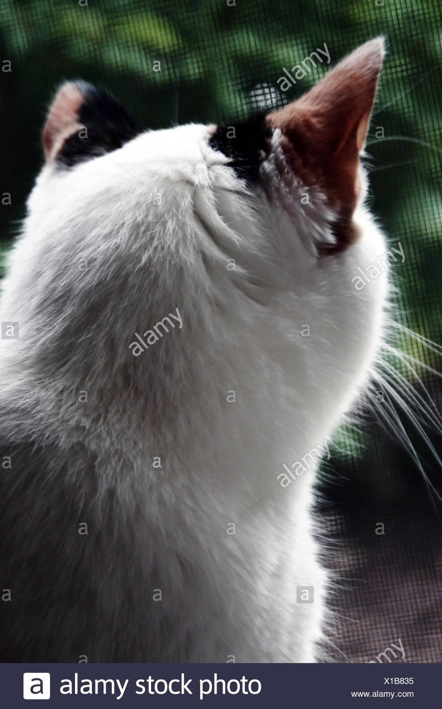 Bored Cat Stock Photos & Bored Cat Stock Images - Alamy
