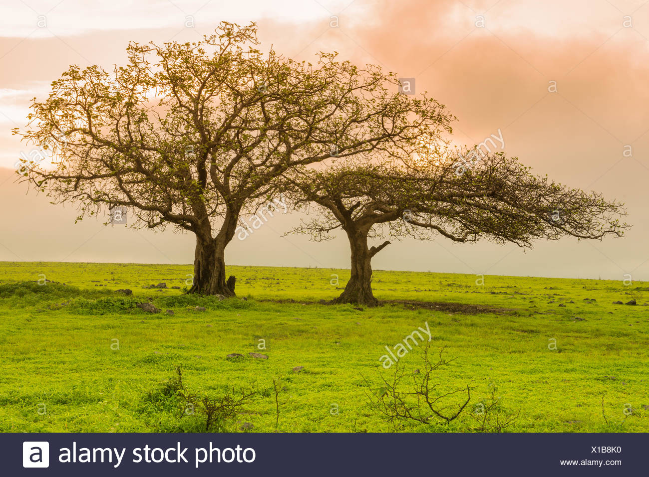 Salalah Oman Monsoon High Resolution Stock Photography and Images - Alamy