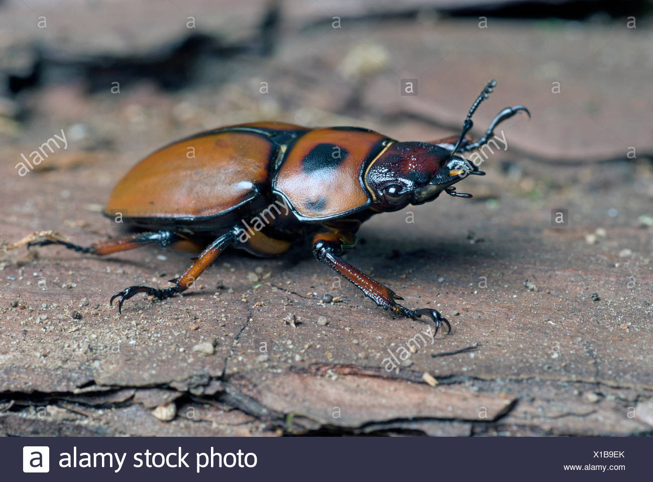 Female Gladiator High Resolution Stock Photography and Images - Alamy