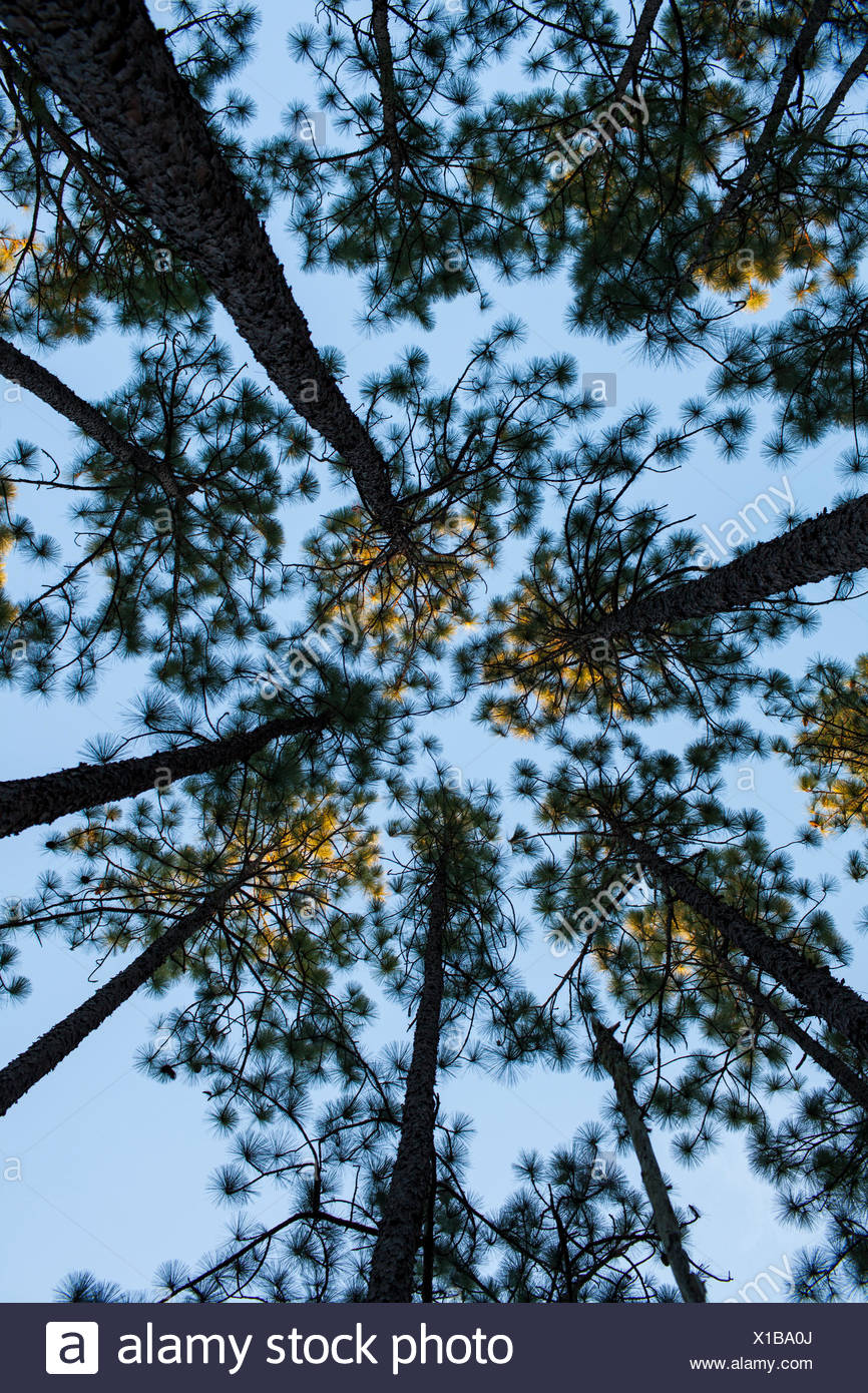 Longleaf Pine Trees High Resolution Stock Photography and Images - Alamy