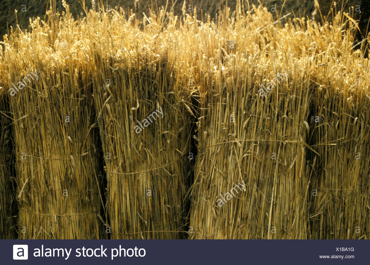 Combed Straw High Resolution Stock Photography and Images - Alamy