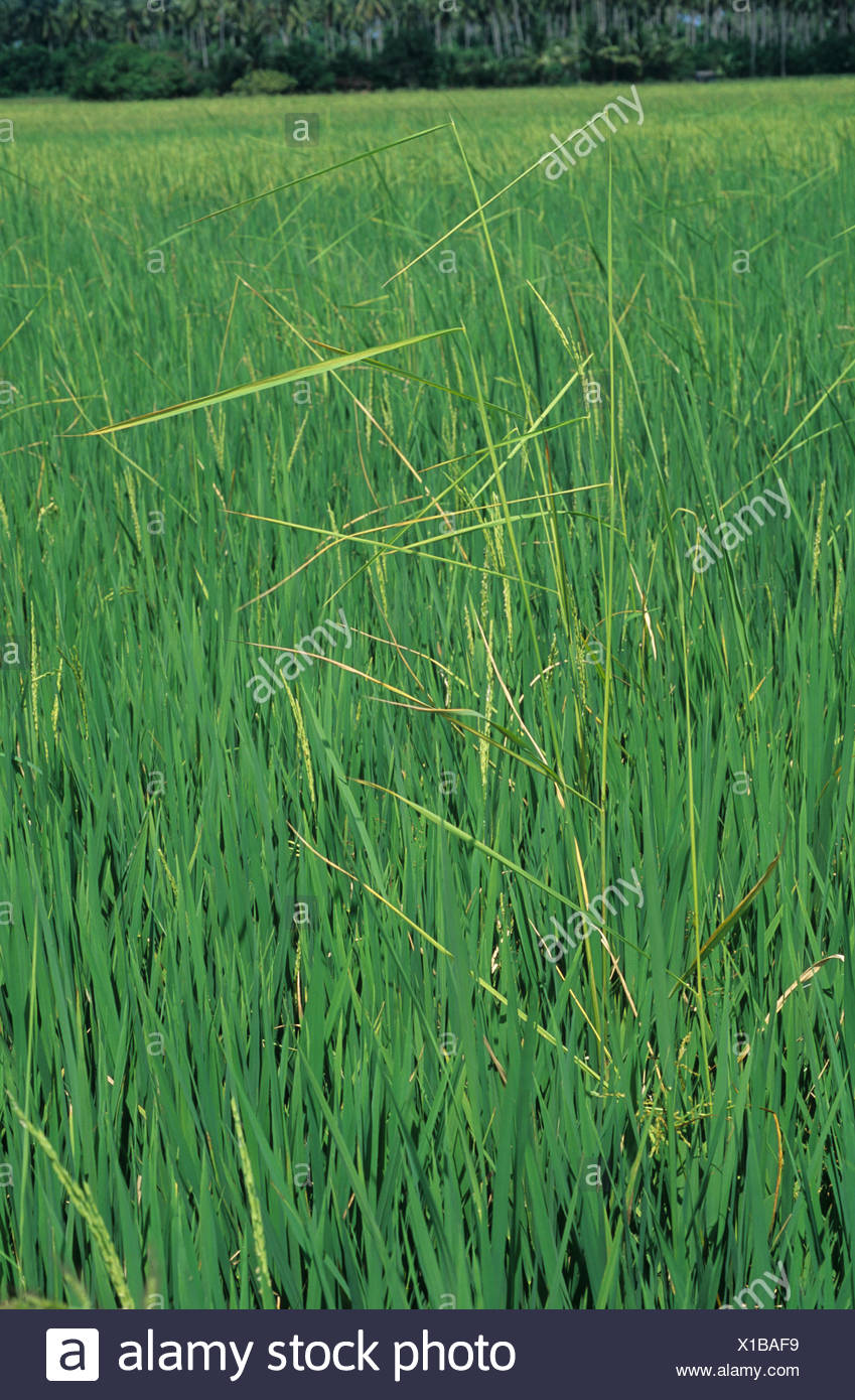 Gibberella High Resolution Stock Photography and Images - Alamy