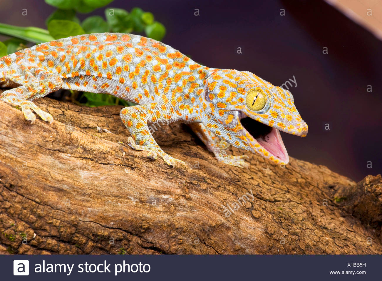 Tokay Gecko High Resolution Stock Photography and Images - Alamy