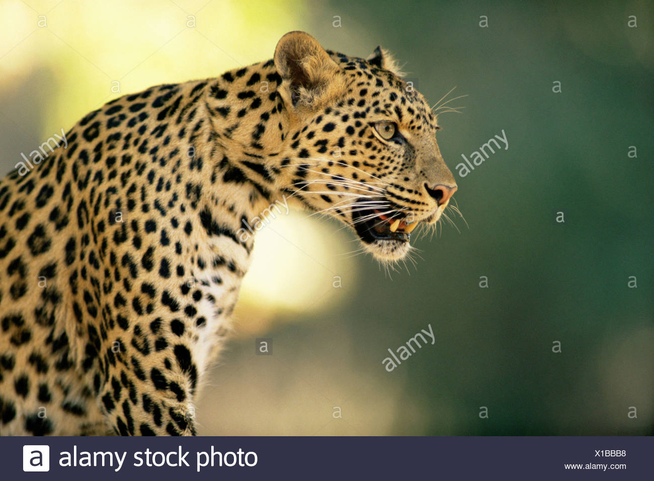 Asian An High Resolution Stock Photography and Images - Alamy