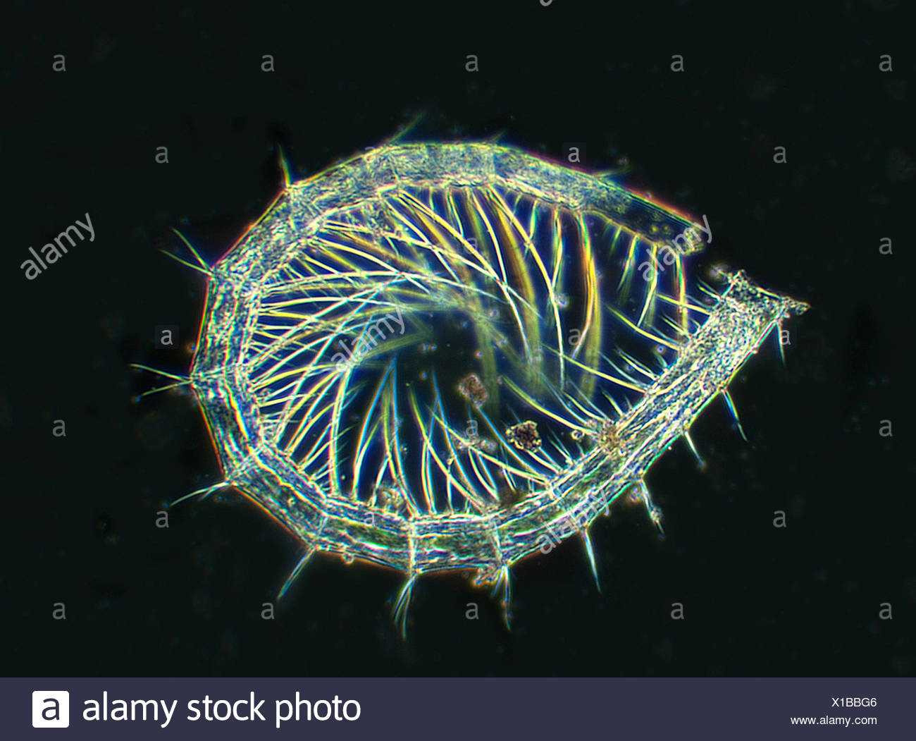 Microscopic Animal High Resolution Stock Photography and Images - Alamy