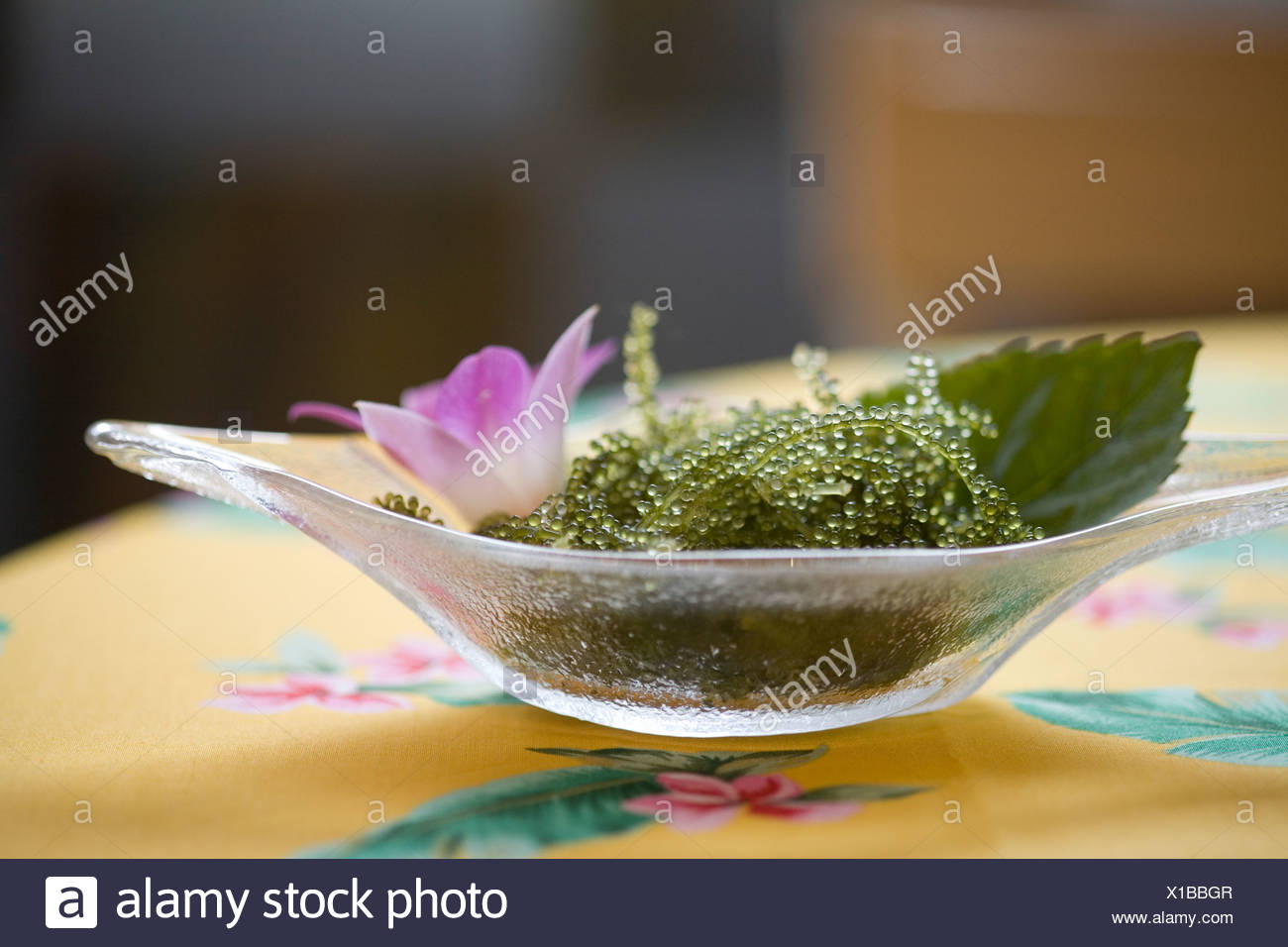 Caulerpa Lentillifera High Resolution Stock Photography and Images - Alamy