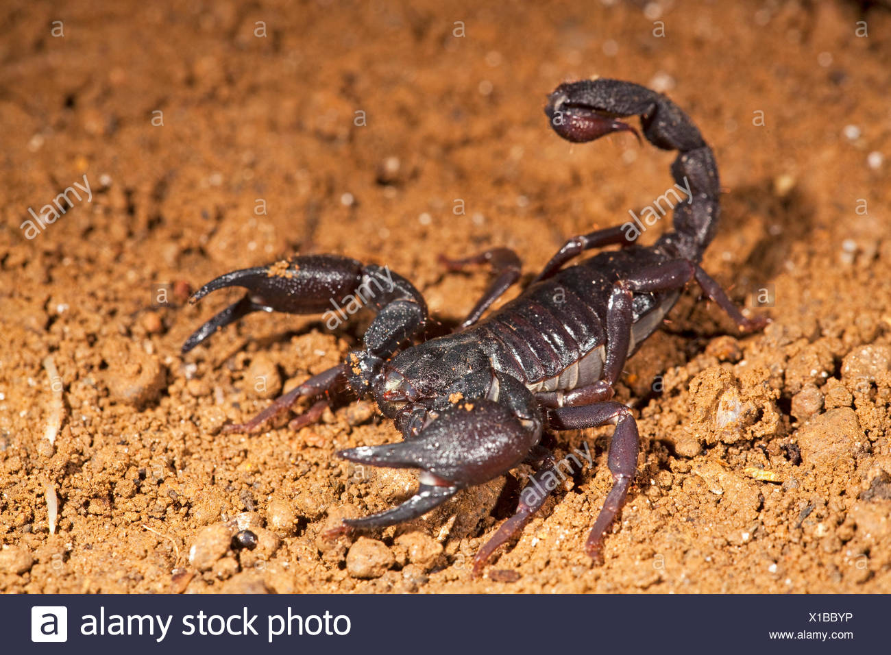 Scorpion In A High Resolution Stock Photography and Images - Alamy