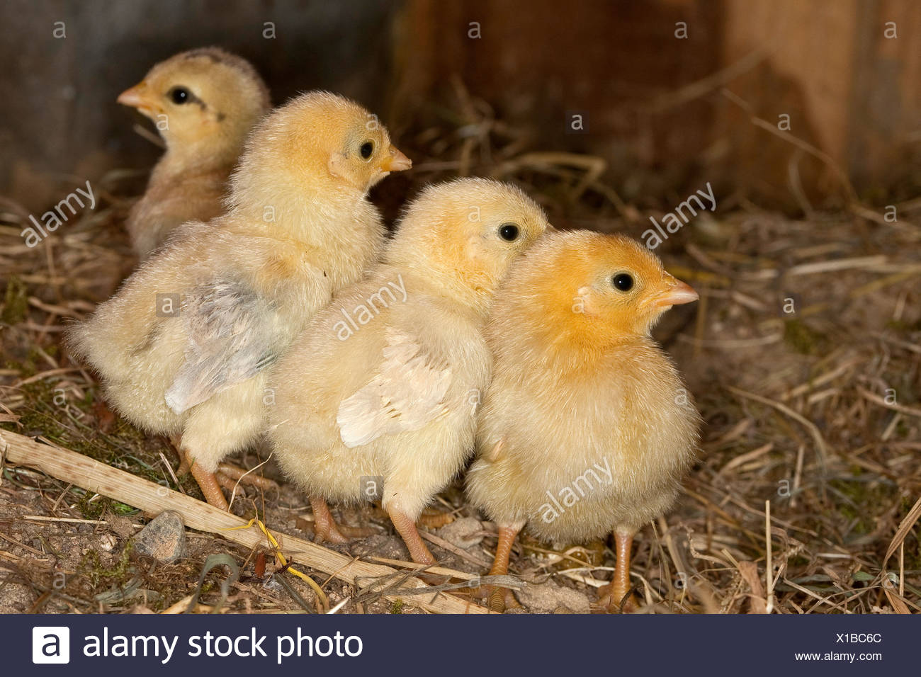 Bantam Gallus Gallus F Domestica High Resolution Stock Photography and ...