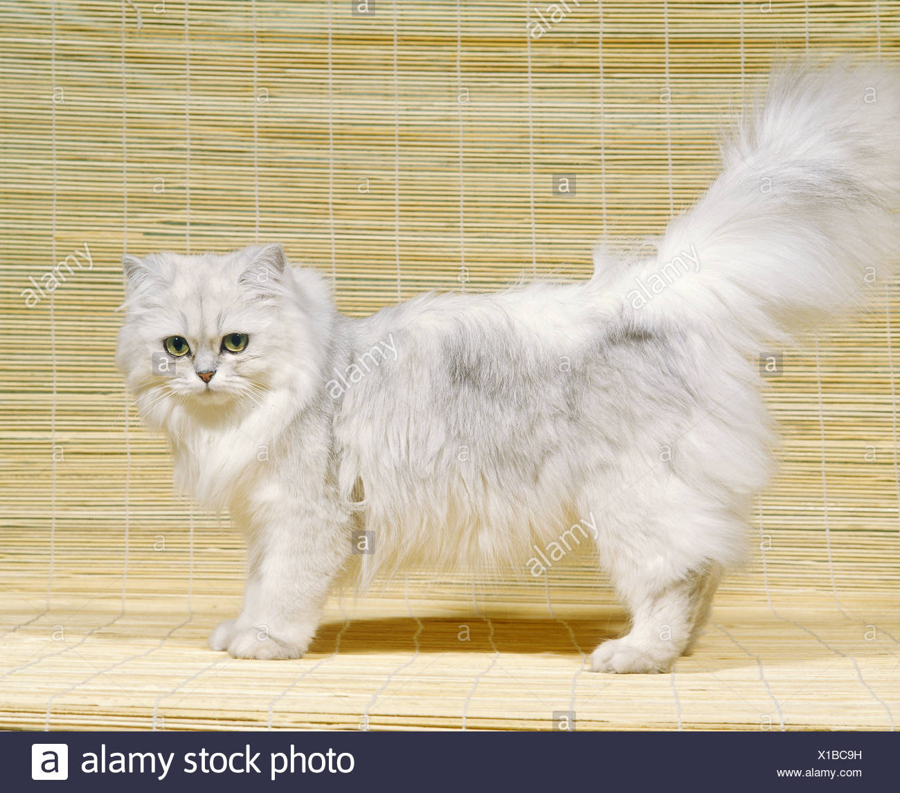 Shaded Silver Persian Cat High Resolution Stock Photography and Images ...