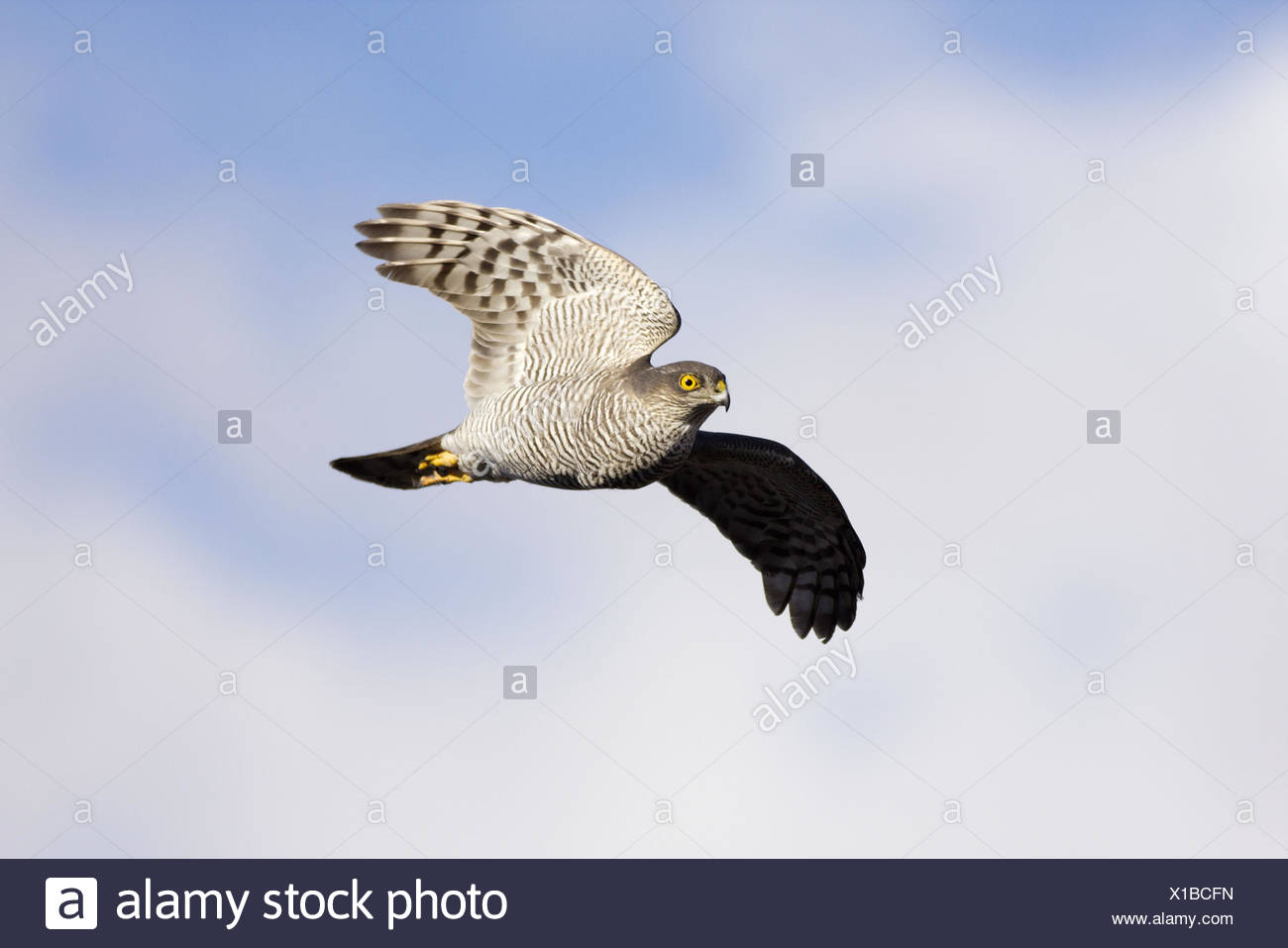 Sparrowhawk Flying Stock Photos & Sparrowhawk Flying Stock Images - Alamy