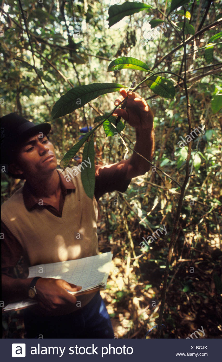 Conservation Work Rain Forest High Resolution Stock Photography and ...