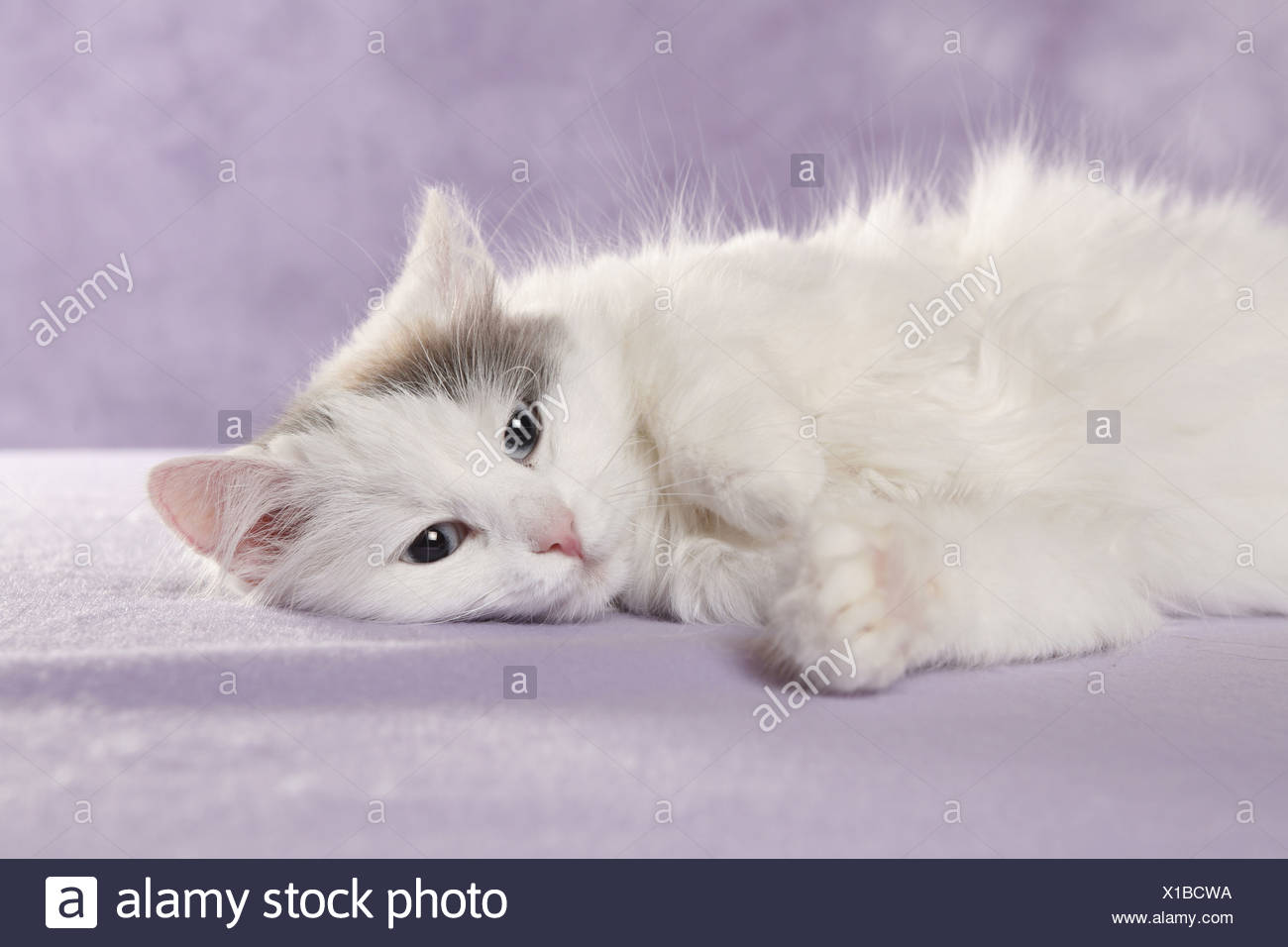 Vankatze High Resolution Stock Photography and Images - Alamy