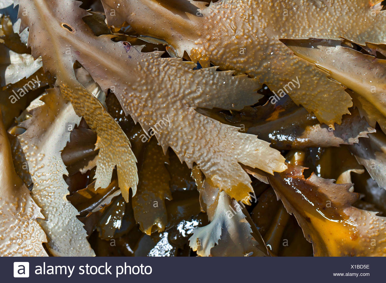 Saw Wrack High Resolution Stock Photography and Images - Alamy