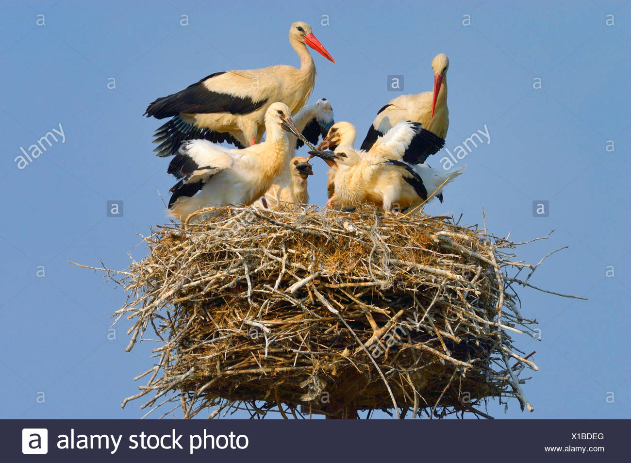 White Stork Parents And Chicks At Nest High Resolution Stock ...