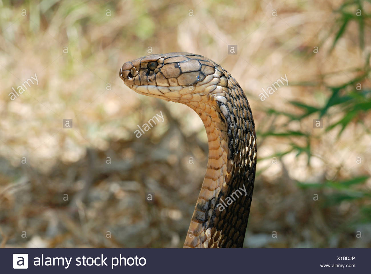 Worlds Longest Snakes High Resolution Stock Photography and Images - Alamy
