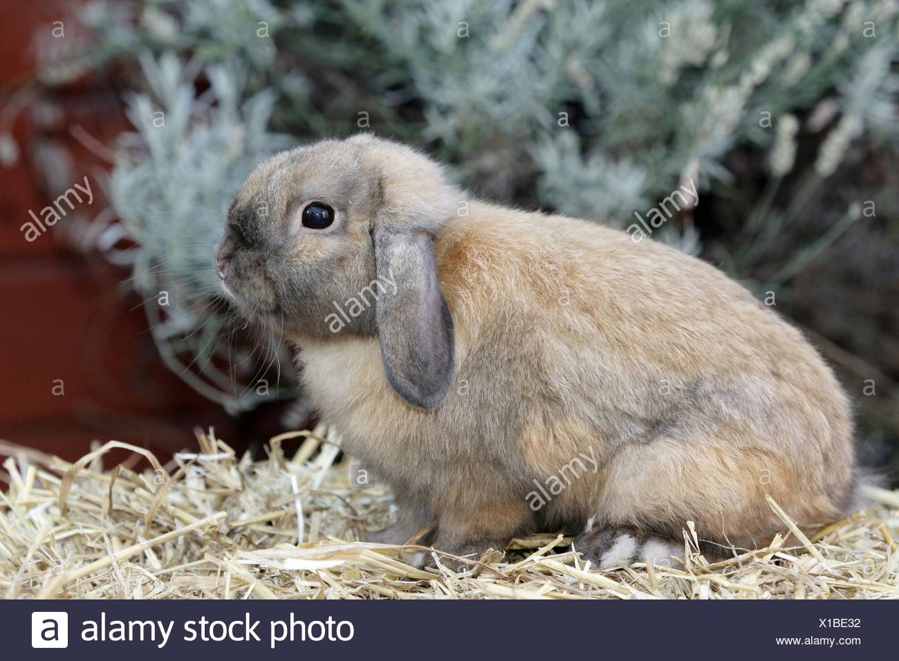 Dwarf Lop Eared Rabbit High Resolution Stock Photography and Images - Alamy