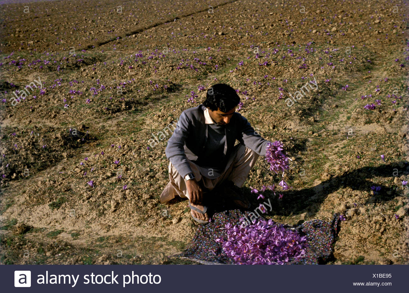 Saffron Fields High Resolution Stock Photography and Images - Alamy