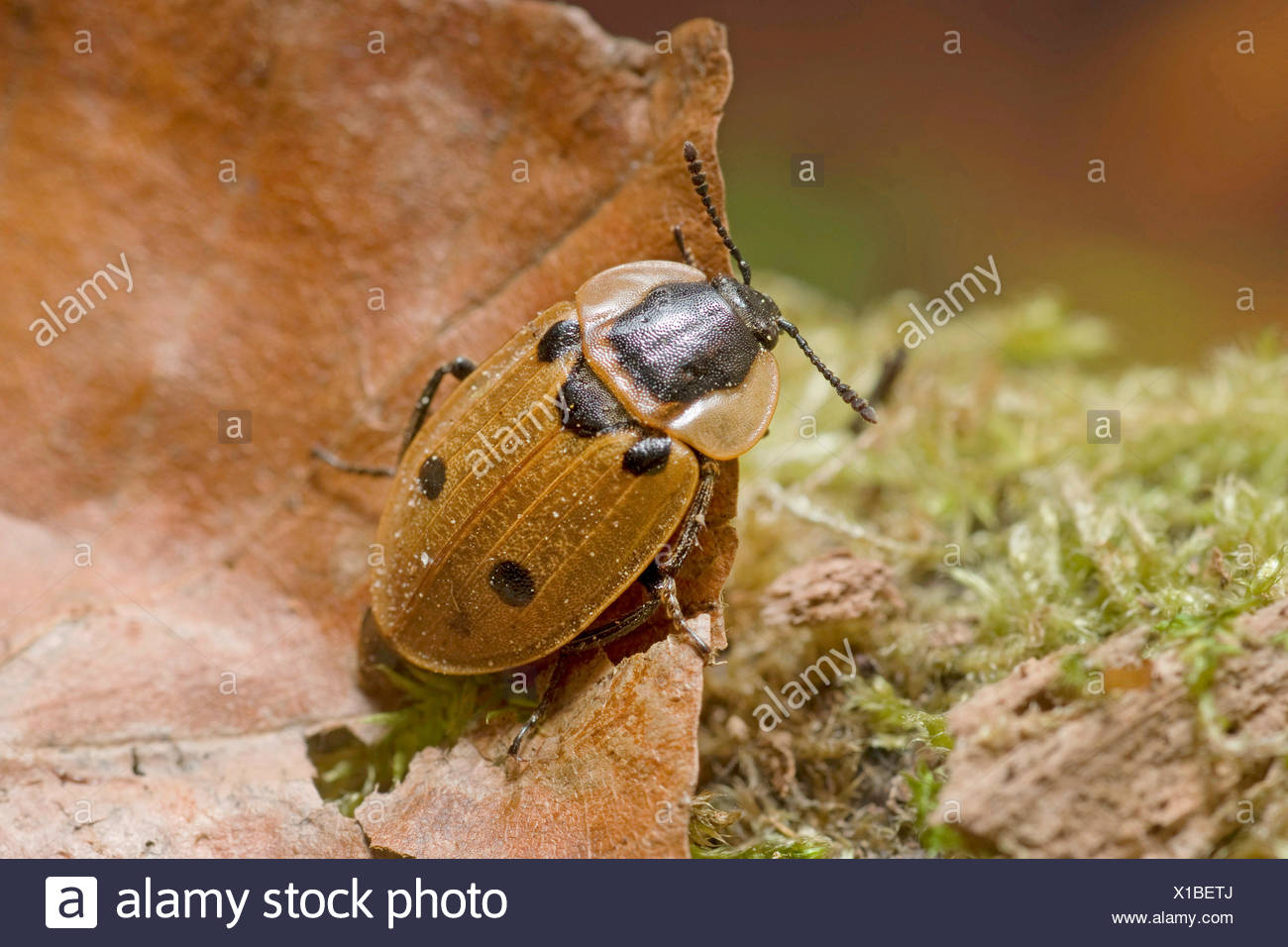 Four Spotted Carrion Beetle High Resolution Stock Photography and ...