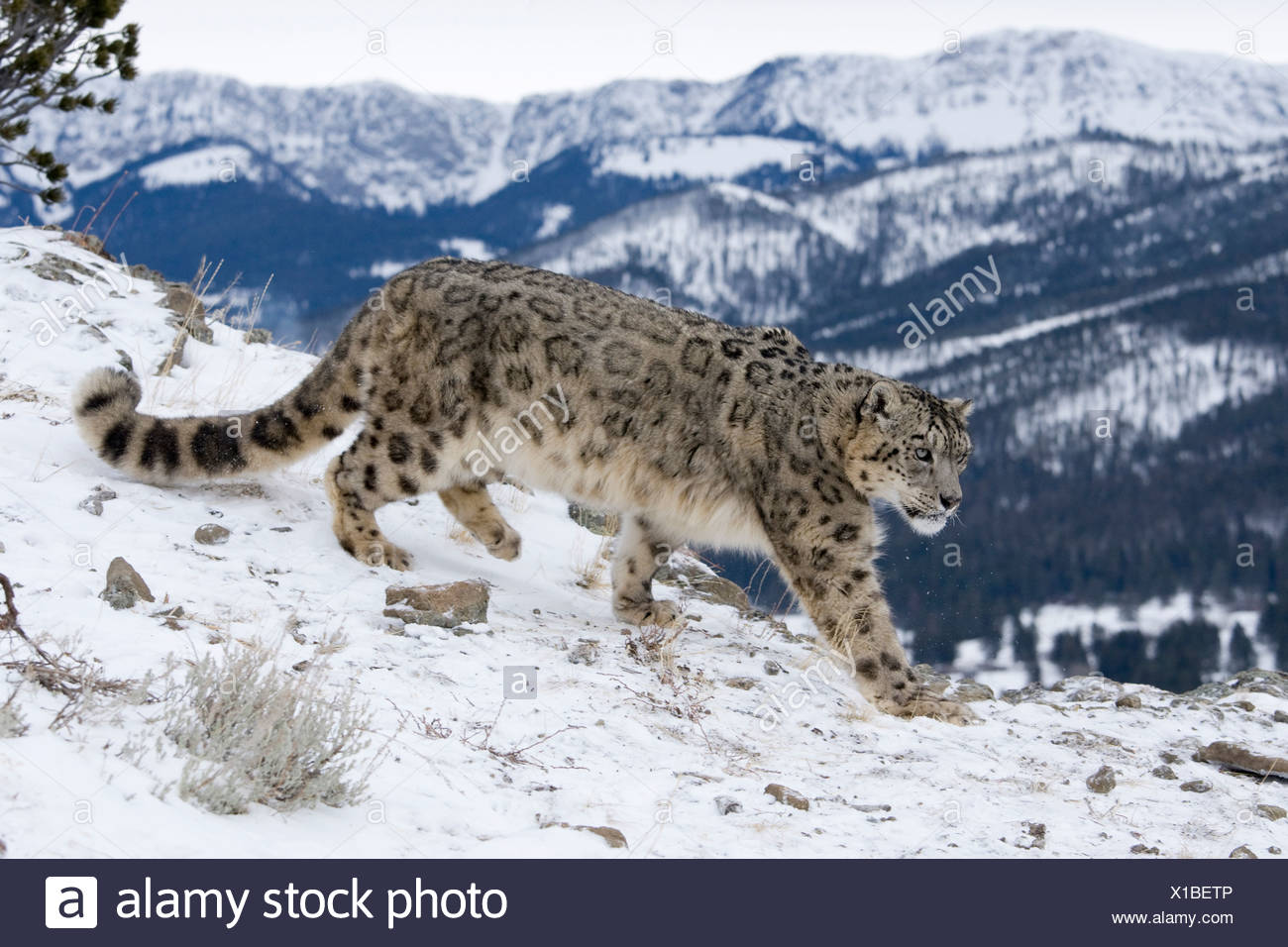 Snow Leopard Side View Stock Photos & Snow Leopard Side View Stock Images - Alamy