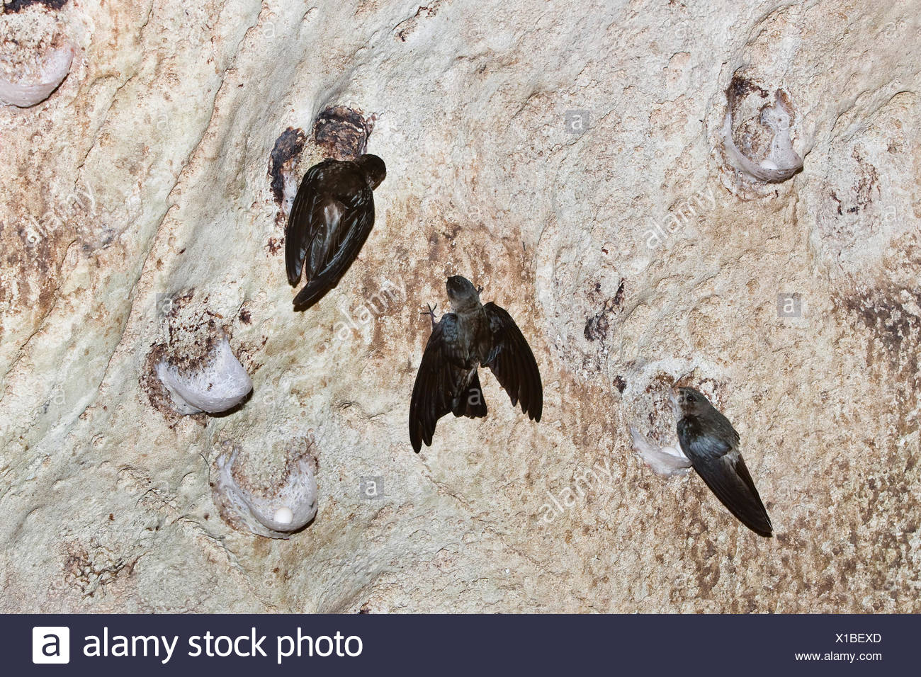 Edible Nest Swiftlets Stock Photos & Edible Nest Swiftlets Stock Images ...