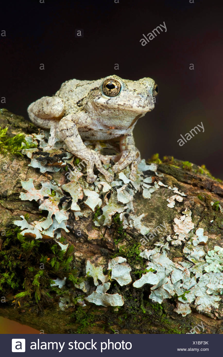 Hyla Marmorata High Resolution Stock Photography and Images - Alamy