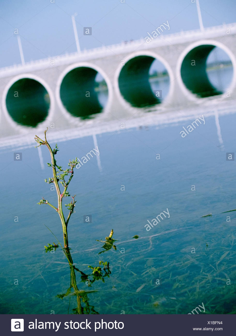 Branch Sticking Out Of Water High Resolution Stock Photography and ...