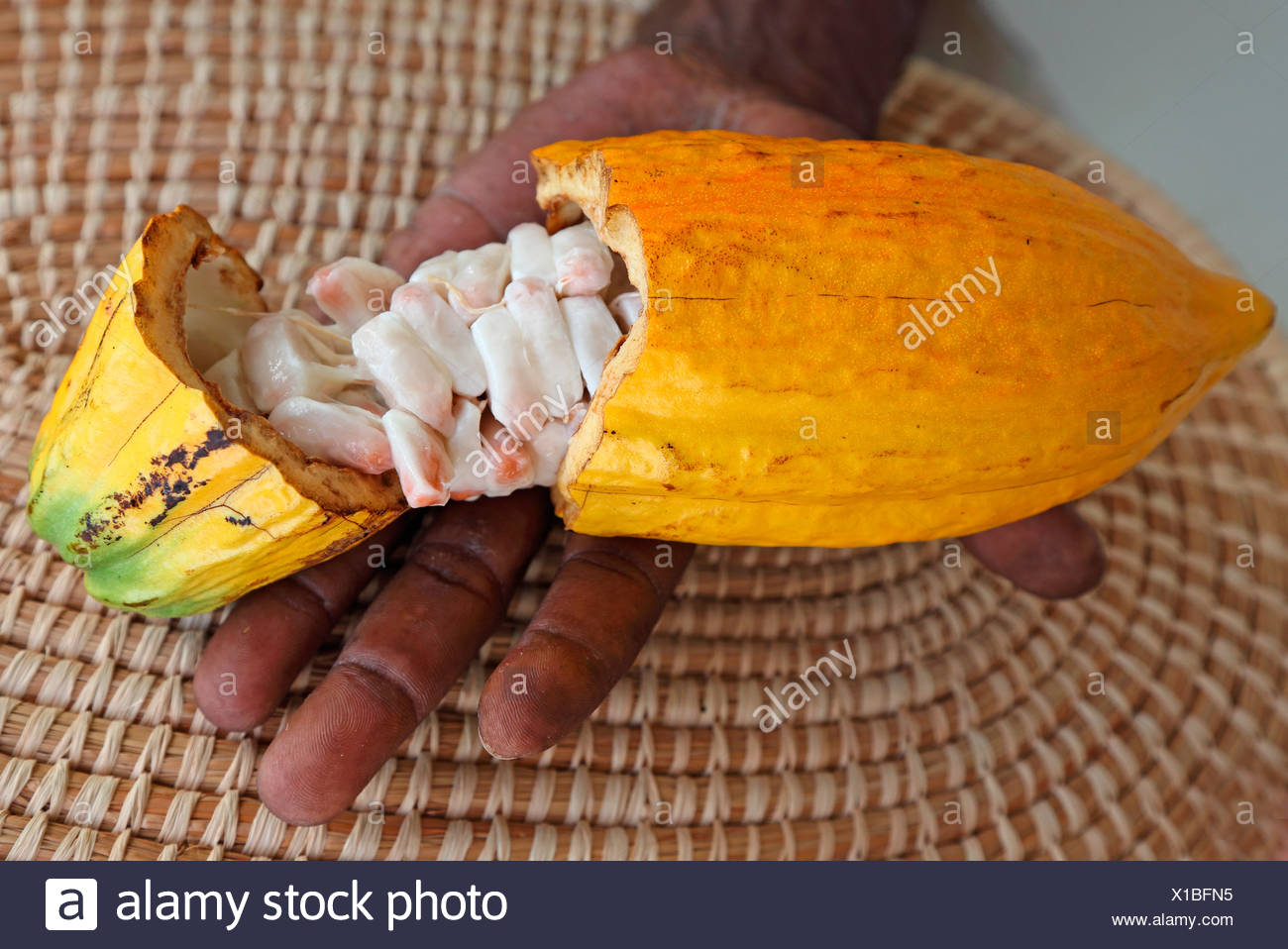 Cacao Beans Hands High Resolution Stock Photography and Images - Alamy