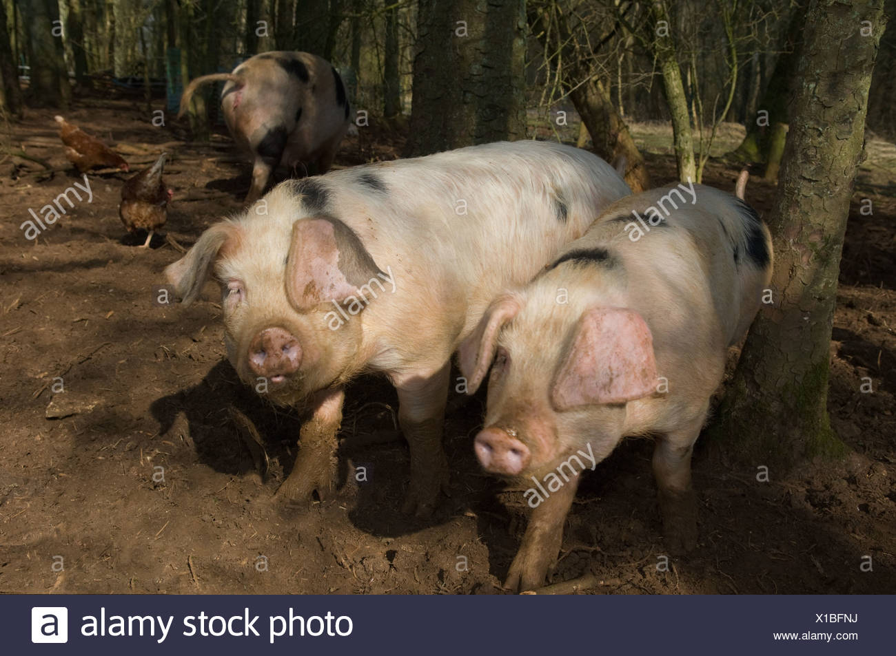 The Three Pigs High Resolution Stock Photography and Images - Alamy