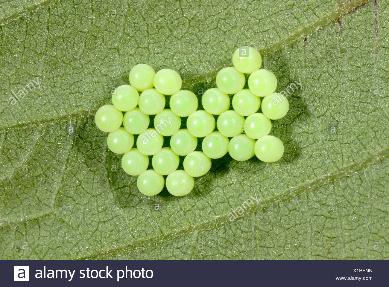 Egg Cluster High Resolution Stock Photography and Images - Alamy