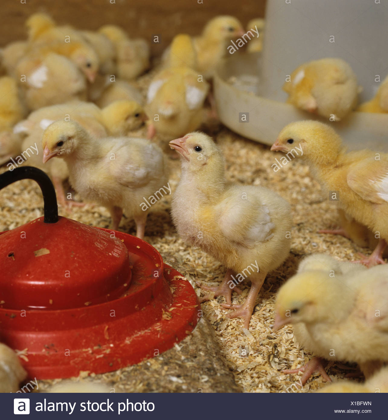 Broiler Chicks High Resolution Stock Photography and Images - Alamy