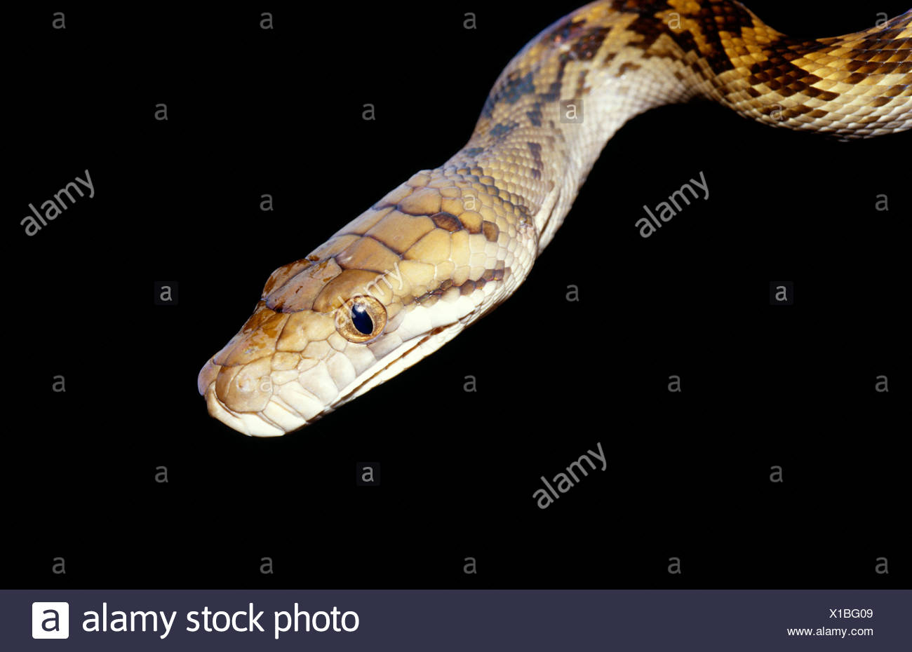 Labial Pits High Resolution Stock Photography and Images - Alamy