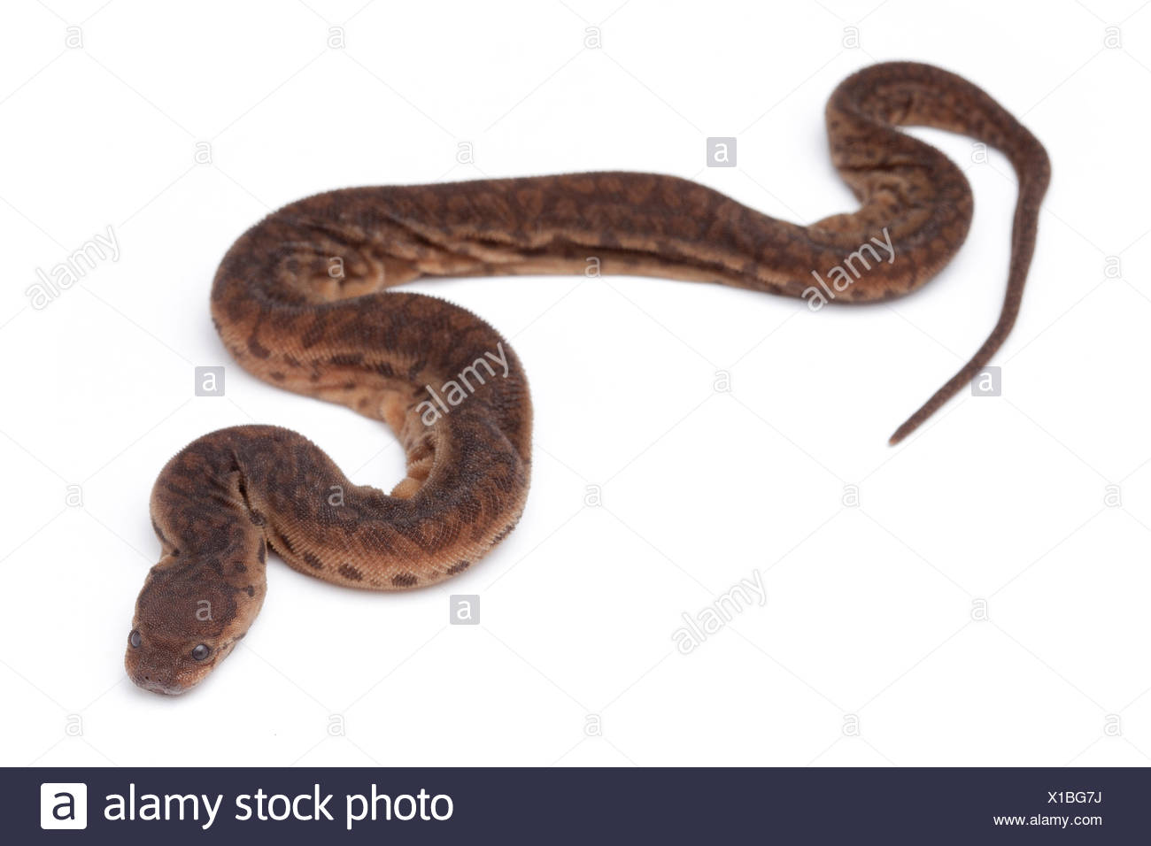 File Snake High Resolution Stock Photography and Images - Alamy