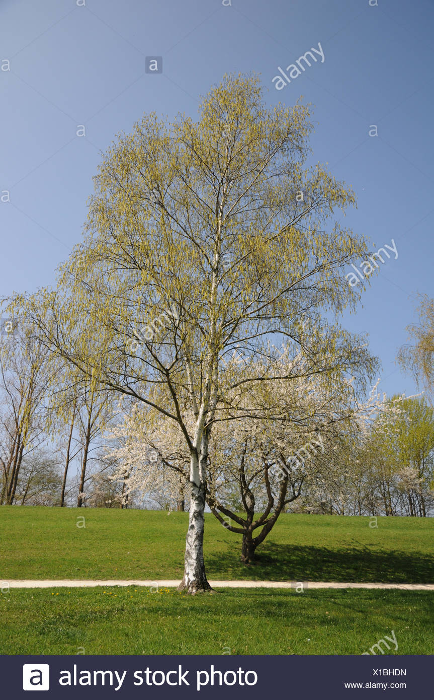Weeping Silver Birch High Resolution Stock Photography and Images - Alamy