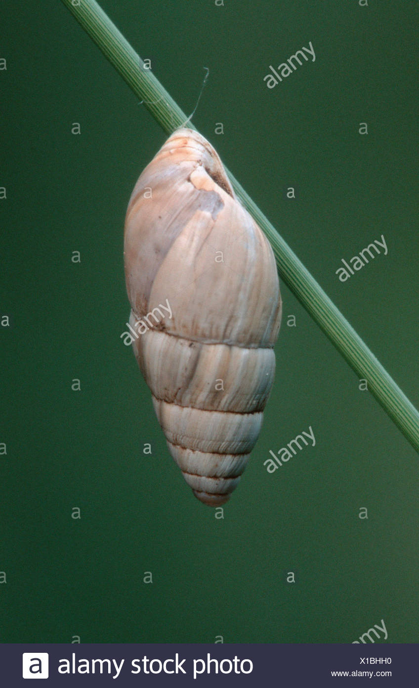 Tower Shell Snail Shell Stock Photos & Tower Shell Snail Shell Stock ...