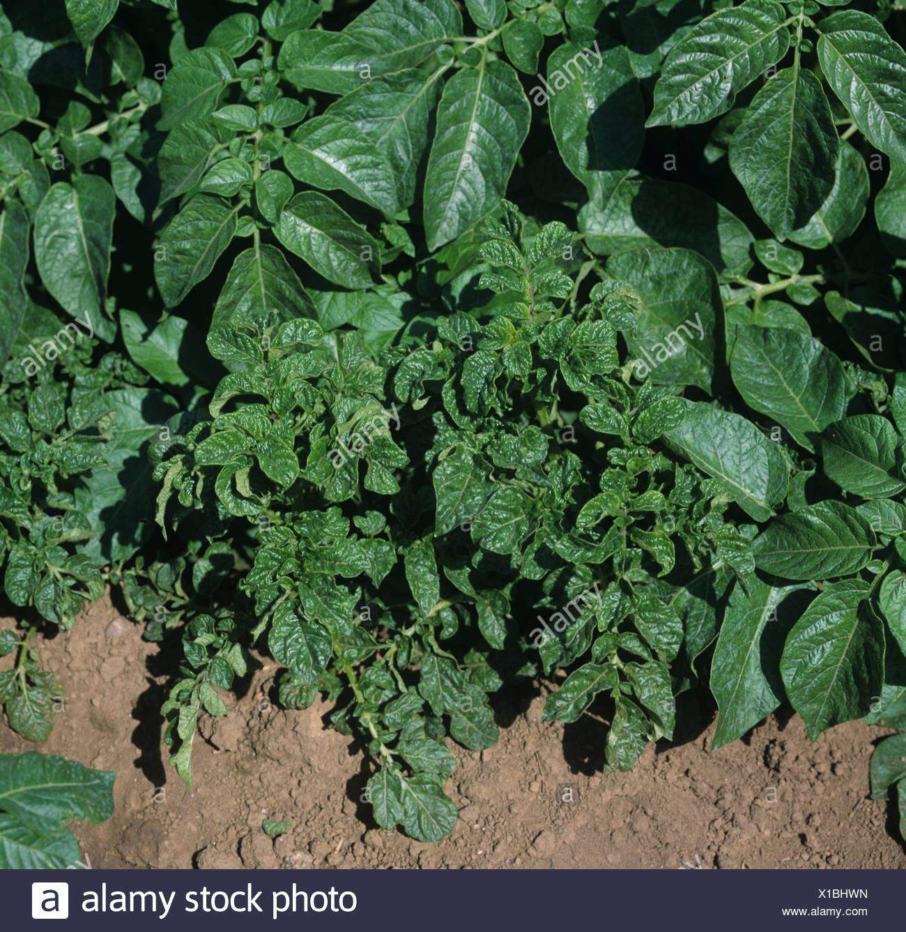 X And Y High Resolution Stock Photography and Images - Alamy